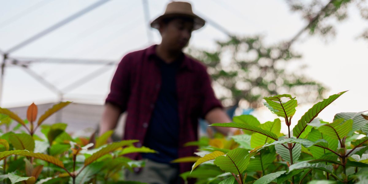 Kratom Dangers and Side Effects | White Oak Recovery Center